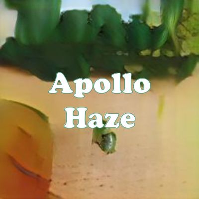 Apollo Haze Strain, Weed Strain, Cannabis Info 2021 | Strain Review