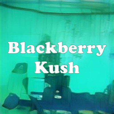 Pakistan Valley Kush Strain, Weed Strain, Cannabis Info 2021 | Strain ...