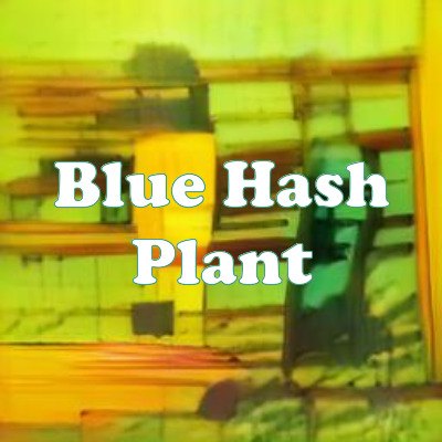 Blue Hash Plant Strain, Weed Strain, Cannabis Info 2021 | Strain Review