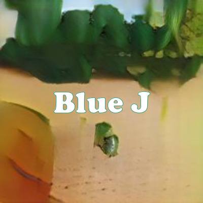 Blue J Strain, Weed Strain Review, Cannabis Info 2021 | Strain Review