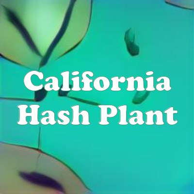 California Hash Plant Strain, Weed Strain, Cannabis Info 2021 | Strain ...