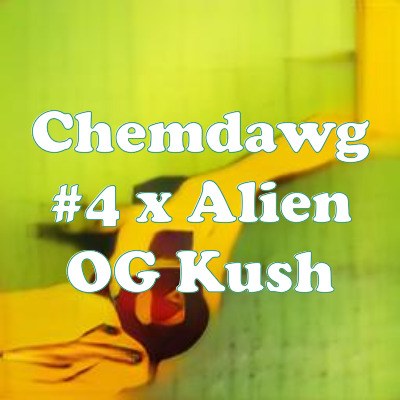 Chemdawg #4 x Alien OG Kush Strain, Weed Strain, Cannabis Info 2021 ...