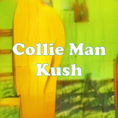 Collie Man Kush Strain, Weed Strain, Cannabis Info 2021 | Strain Review
