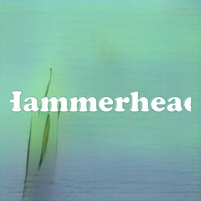 Hammerhead Strain, Weed Strain, Cannabis Info 2021 | Strain Review
