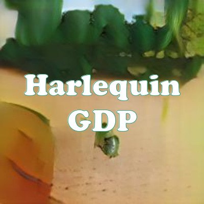 Harlequin GDP Strain, Weed Strain, Cannabis Info 2021 | Strain Review