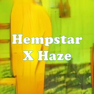 Hempstar X Haze Strain, Weed Strain, Cannabis Info 2021 | Strain Review