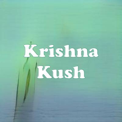 Krishna Kush Strain, Weed Strain, Cannabis Info 2021 | Strain Review