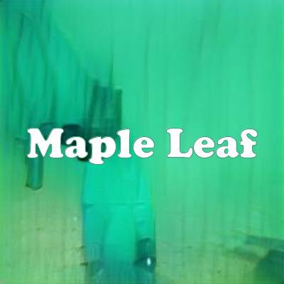 Maple Leaf Strain, Weed Strain, Cannabis Info 2021 | Strain Review
