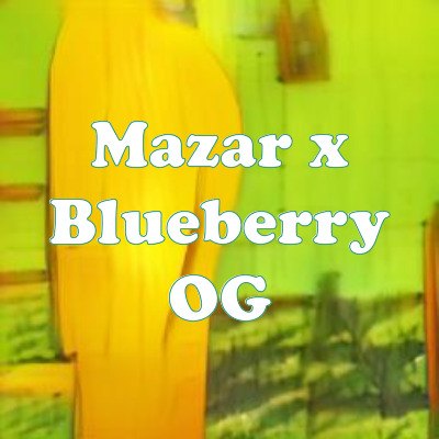 Mazar x Blueberry OG Strain, Weed Strain, Cannabis Info 2021 | Strain ...