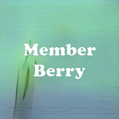 Member Berry Strain, Weed Strain, Cannabis Info 2021 | Strain Review