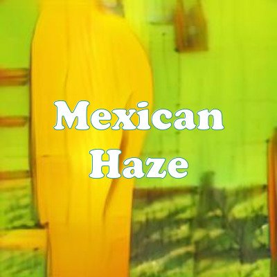 Mexican Haze Strain, Weed Strain, Cannabis Info 2021 | Strain Review