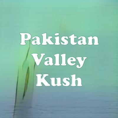 Pakistan Valley Kush Strain, Weed Strain, Cannabis Info 2021 | Strain ...