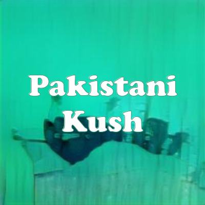 Pakistani Kush Strain, Weed Strain, Cannabis Info 2021 | Strain Review