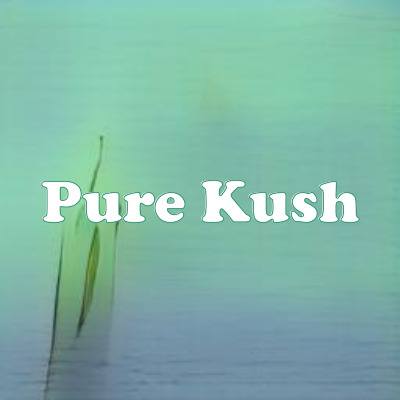 Pure Kush Strain, Weed Strain Review, Cannabis Info 2021 | Strain Review