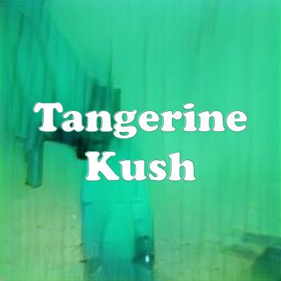 Tangerine Kush Strain, Weed Strain, Cannabis Info 2021 | Strain Review