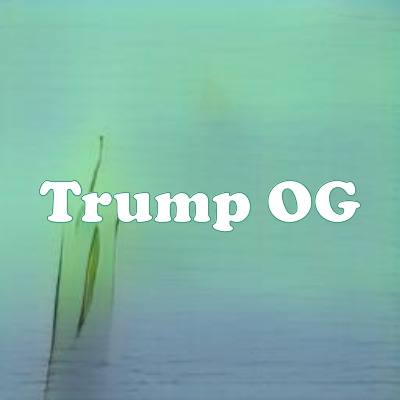 Trump OG Strain, Weed Strain Review, Cannabis Info 2021 | Strain Review